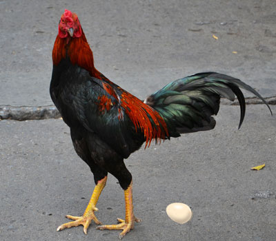 Scientists Engineer Egg Laying Roosters – Society Garlic